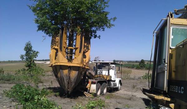 The Balled and Burlap Method - Maney Tree Moving Services